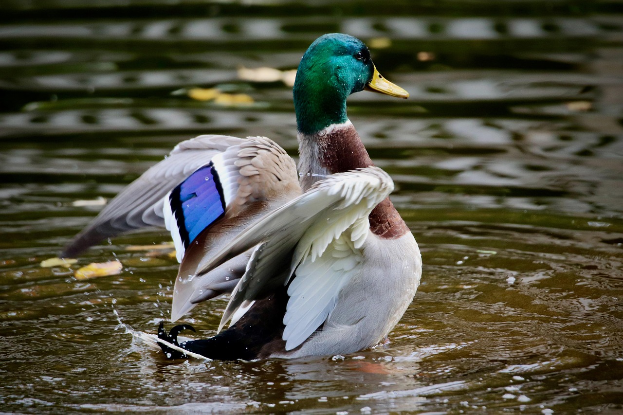 Mallard Drake Water Bird - Free photo on Pixabay