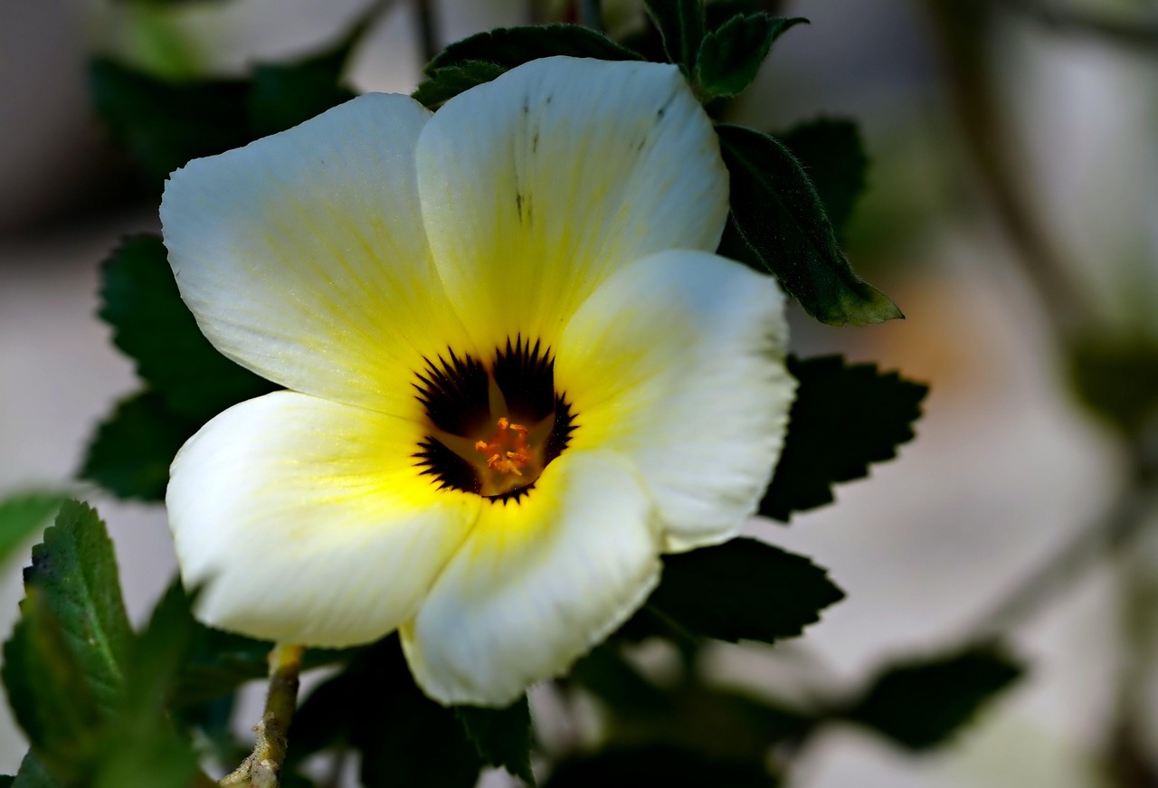 Turnera Flower Plant - Free photo on Pixabay