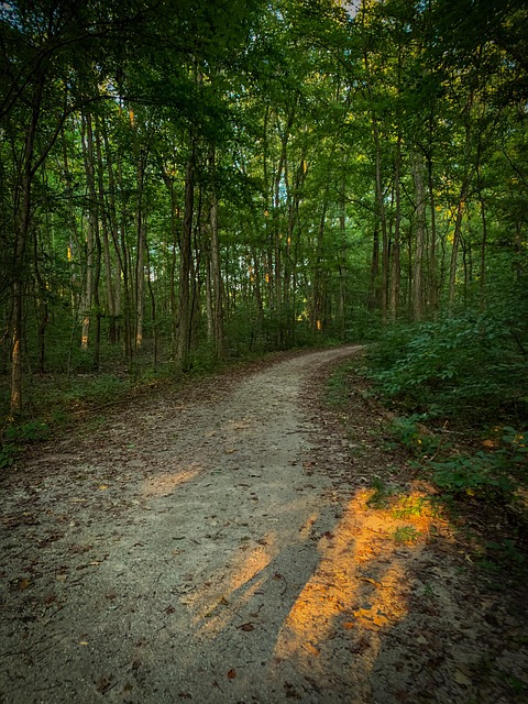 Woods Forest Trail - Free photo on Pixabay