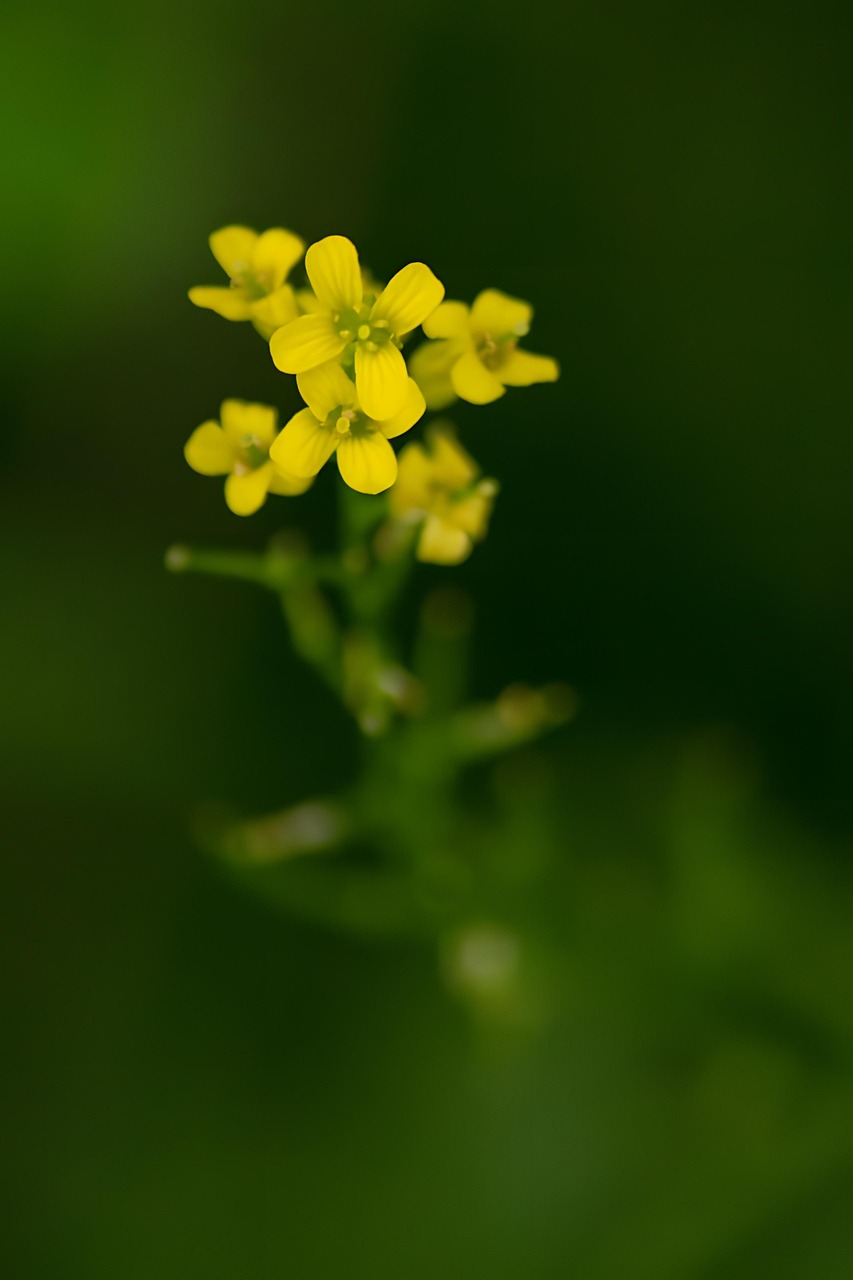 Blume Natur Botanik - Kostenloses Foto auf Pixabay