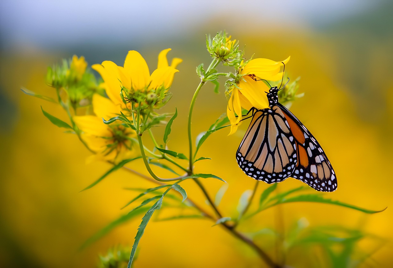 Flower Nature Botany - Free photo on Pixabay
