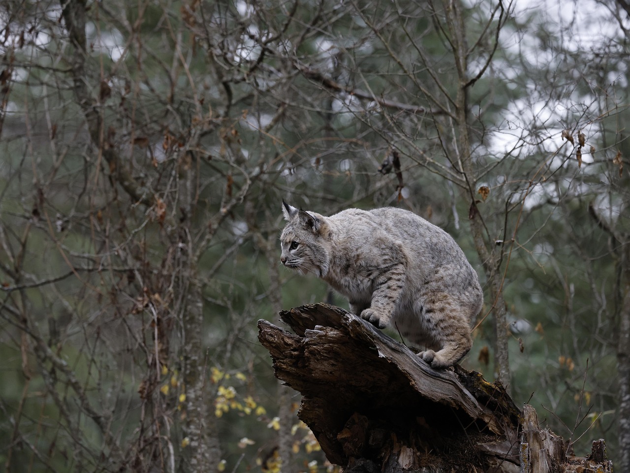 Animal Lince Mamífero - Foto gratuita no Pixabay