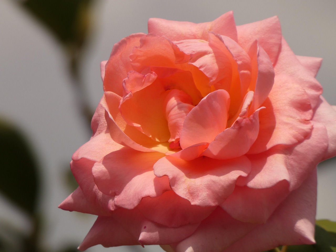 Pink Rose Flower - Free photo on Pixabay