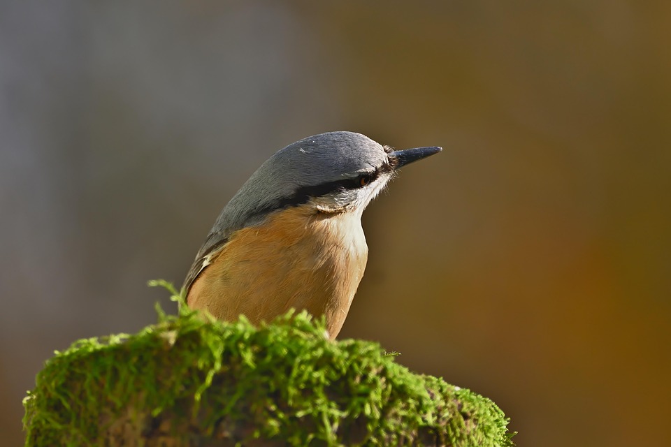 Bird Nuthatch Wildlife - Free photo on Pixabay