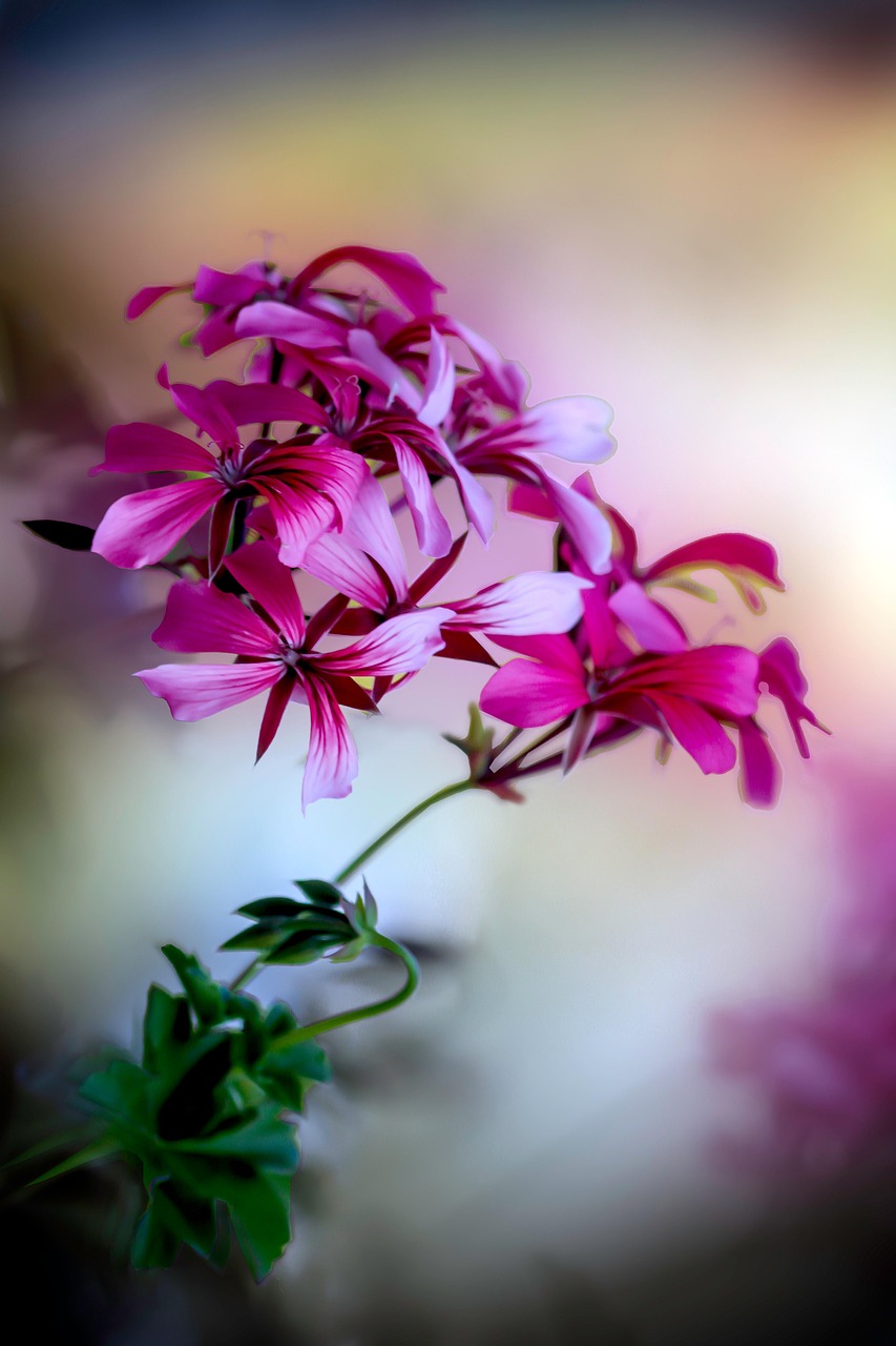 Bunga-Bunga Sereal Ungu - Foto gratis di Pixabay