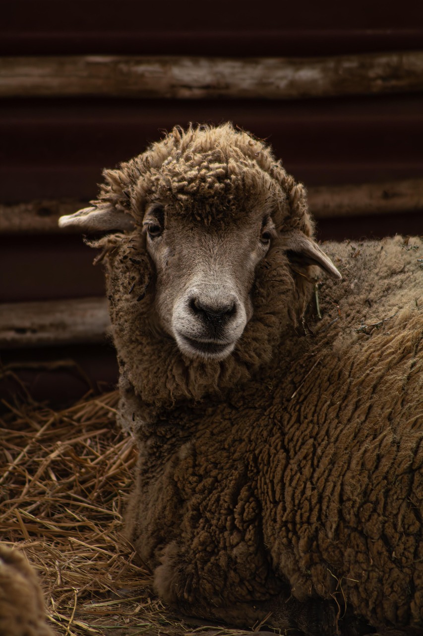 Tier Natur Tierwelt Die - Kostenloses Foto auf Pixabay