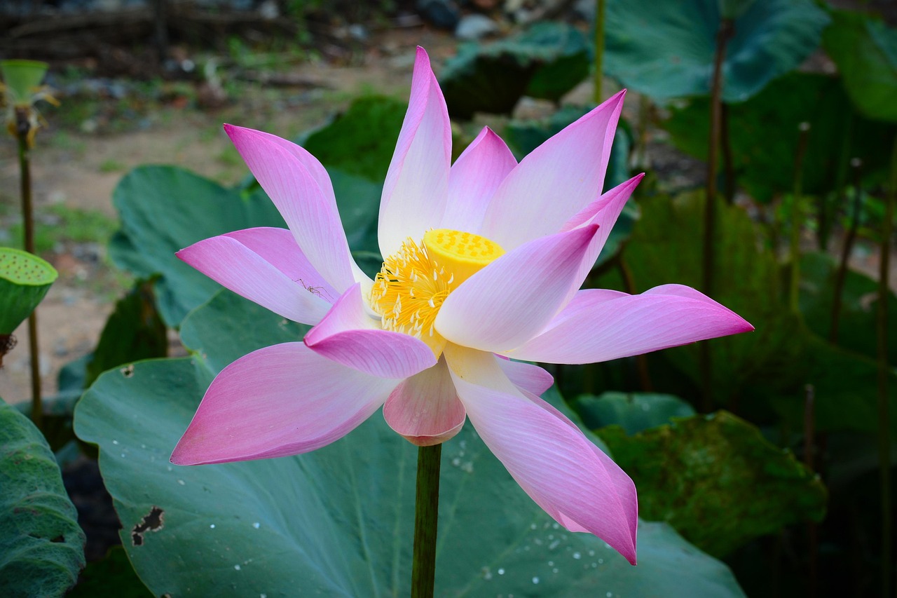 Bunga Teratai Kebun - Foto gratis di Pixabay