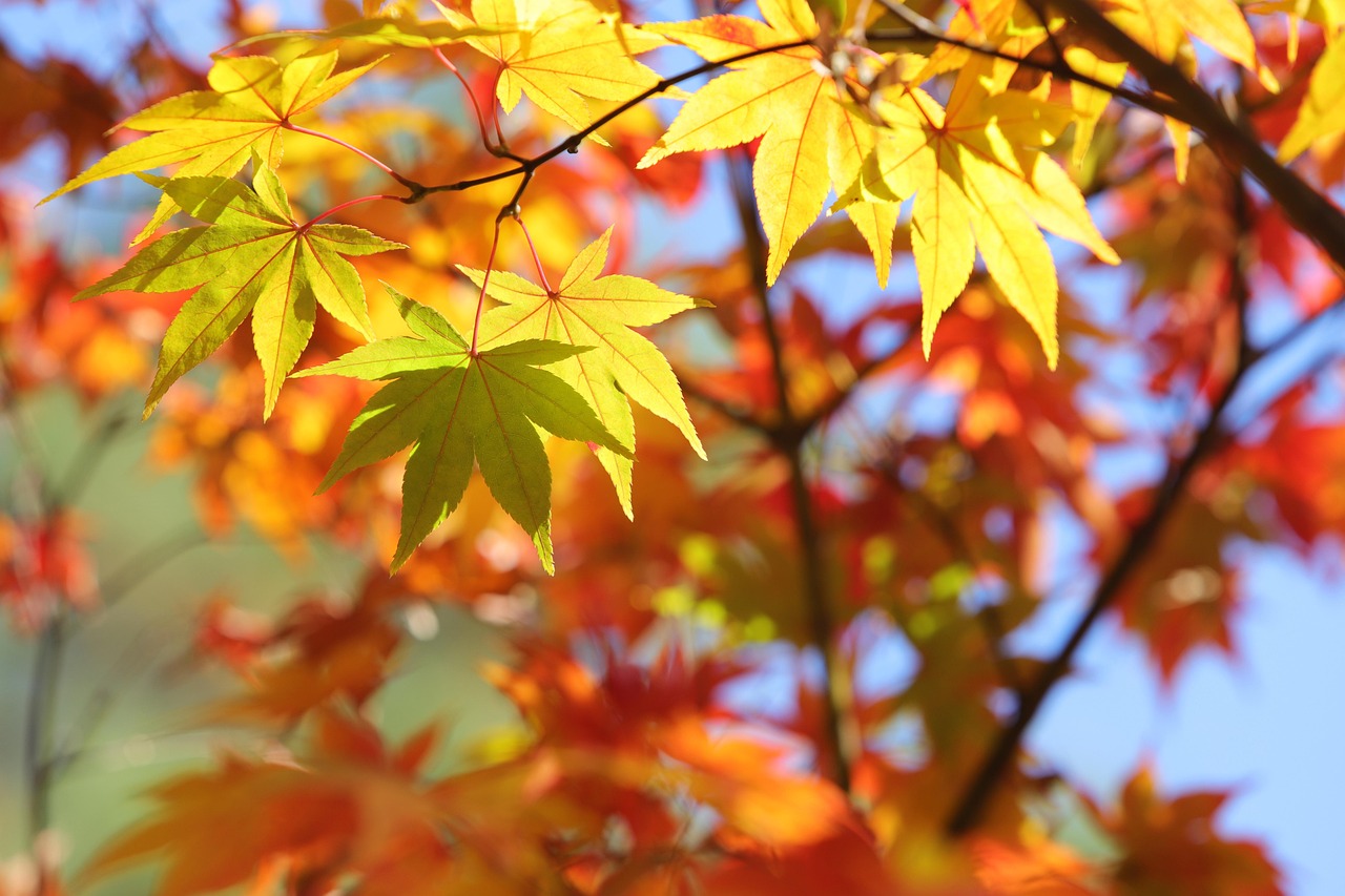 Autumn Leaves Maple Tree - Free photo on Pixabay
