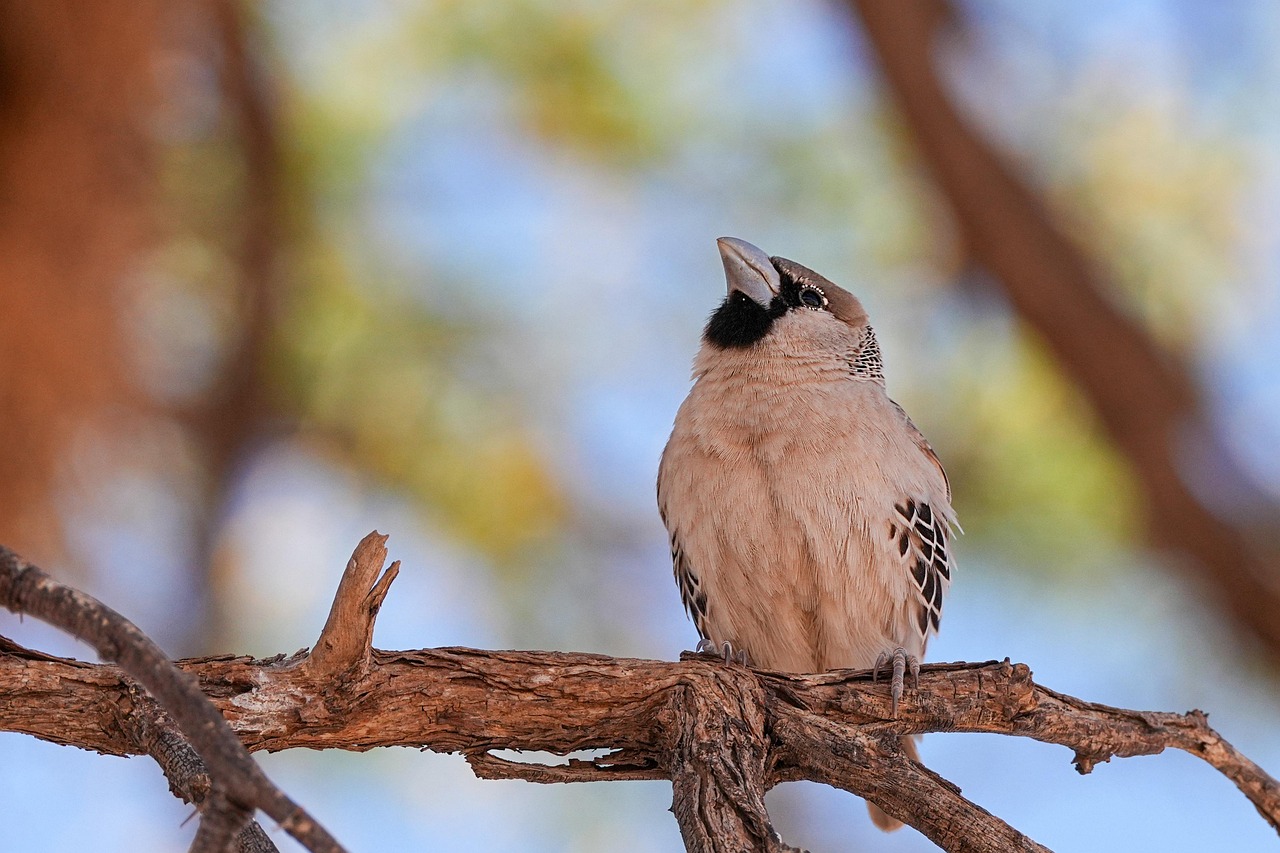 Weaver Bird Weber Wildlife - Free photo on Pixabay