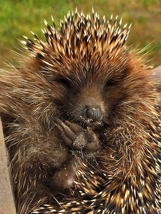 Hedgehog Pet Animal - Free photo on Pixabay