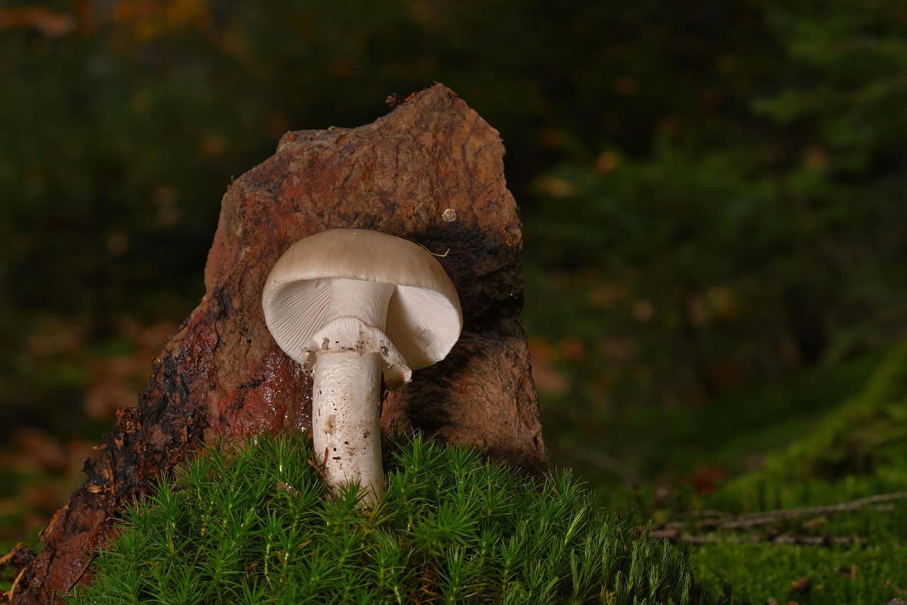 Mushroom Toadstool Fungus - Free photo on Pixabay