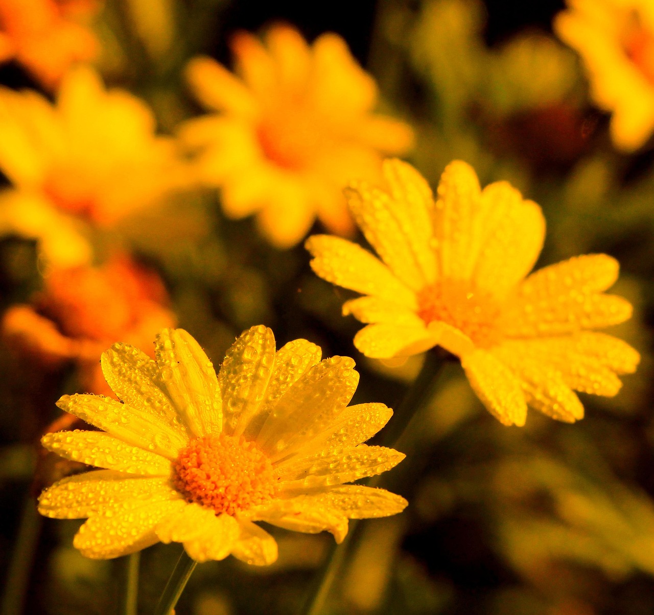 Daisy Flowers Dew - Free photo on Pixabay