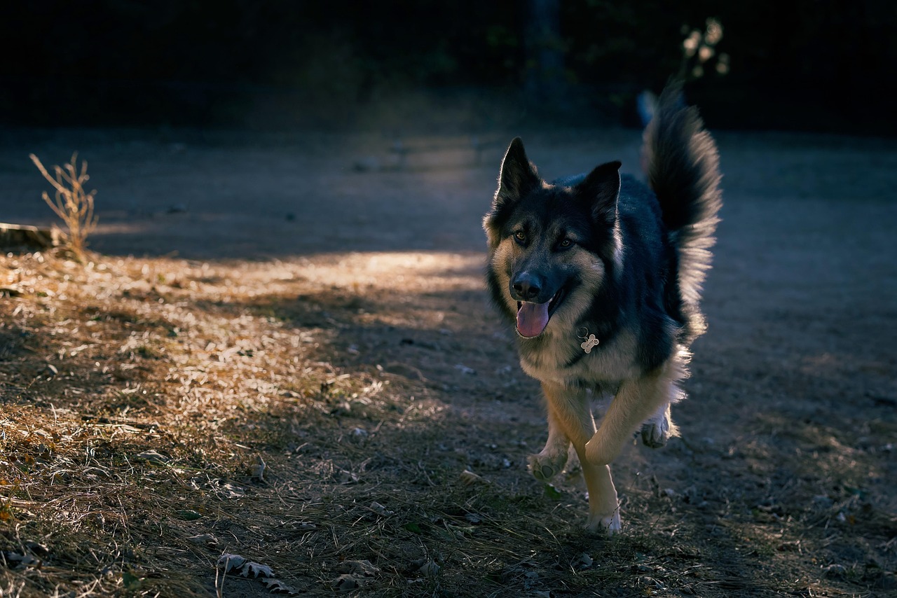 German Shepherd Running - Free photo on Pixabay