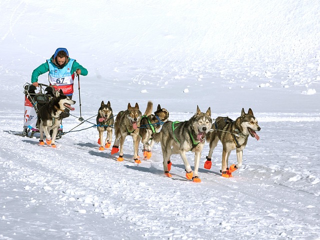 Dogs Sled Musher - Free photo on Pixabay