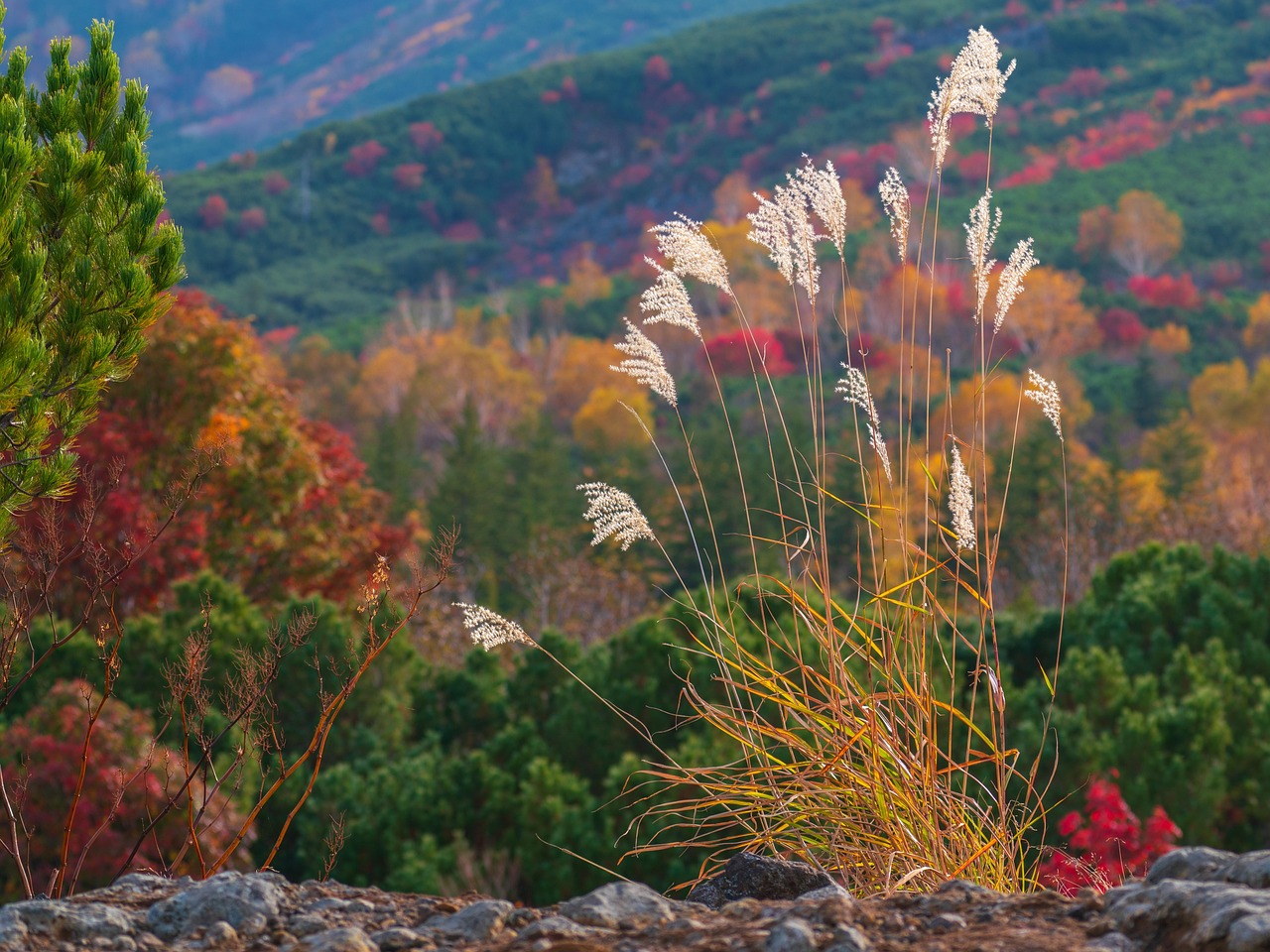 Colores De Otoño Temporada - Foto gratis en Pixabay