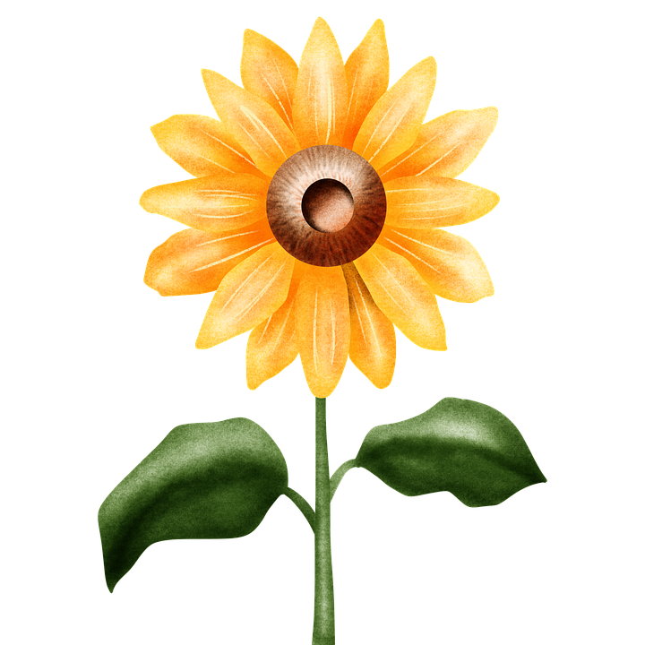 Download Sunflower, Flower, Petals. Royalty-Free Stock Illustration ...