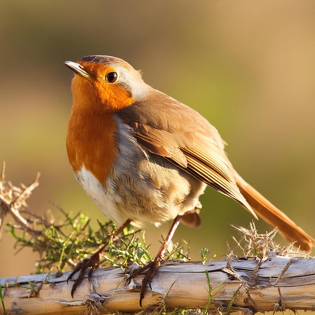 Rouge-Gorge Oiseau Animal - Image gratuite sur Pixabay