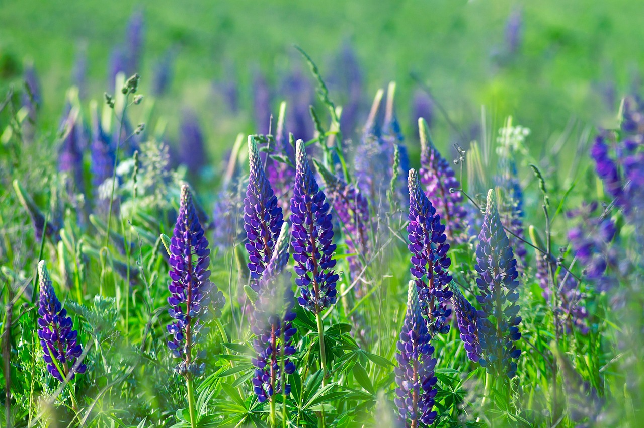 Flowers Lupine Bloom - Free photo on Pixabay
