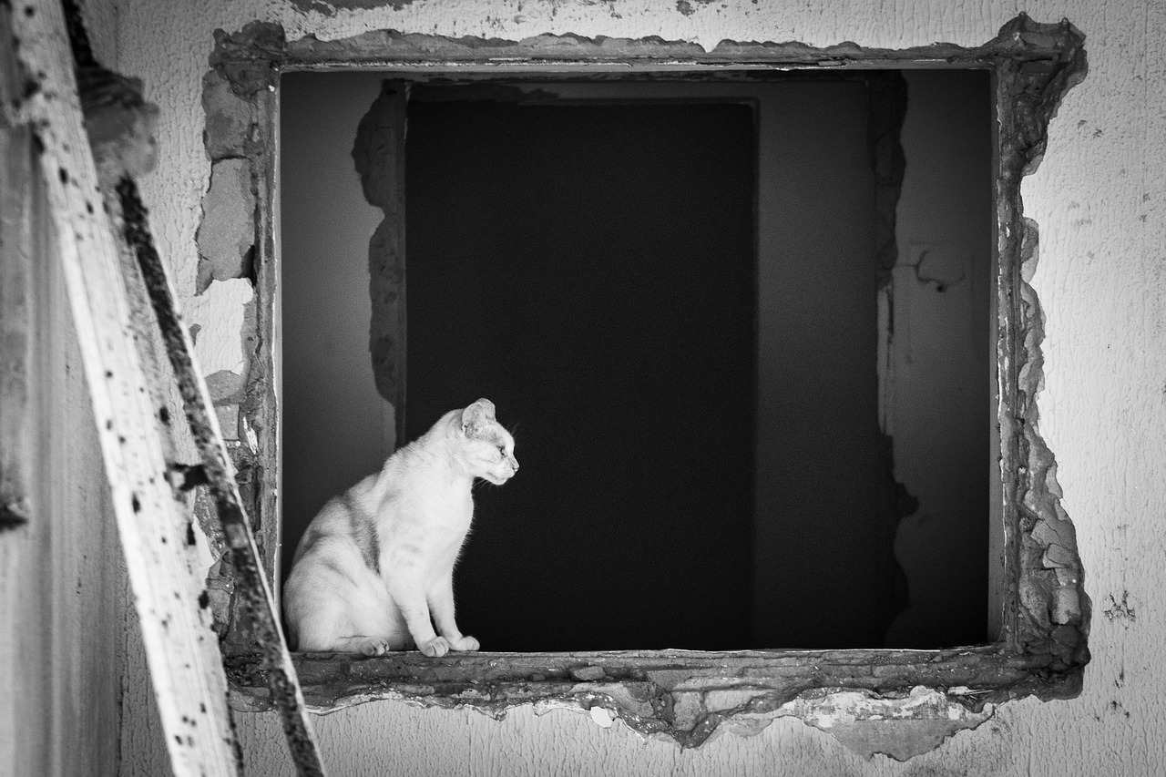 Cat Animal Doom - Free photo on Pixabay