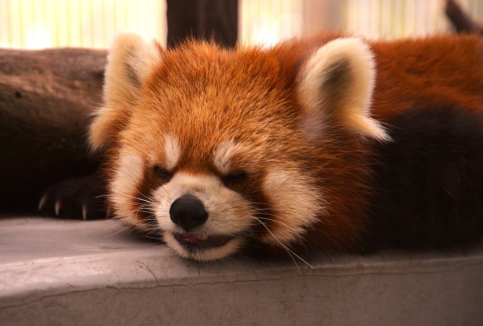 Red Panda Face Japan - Free photo on Pixabay