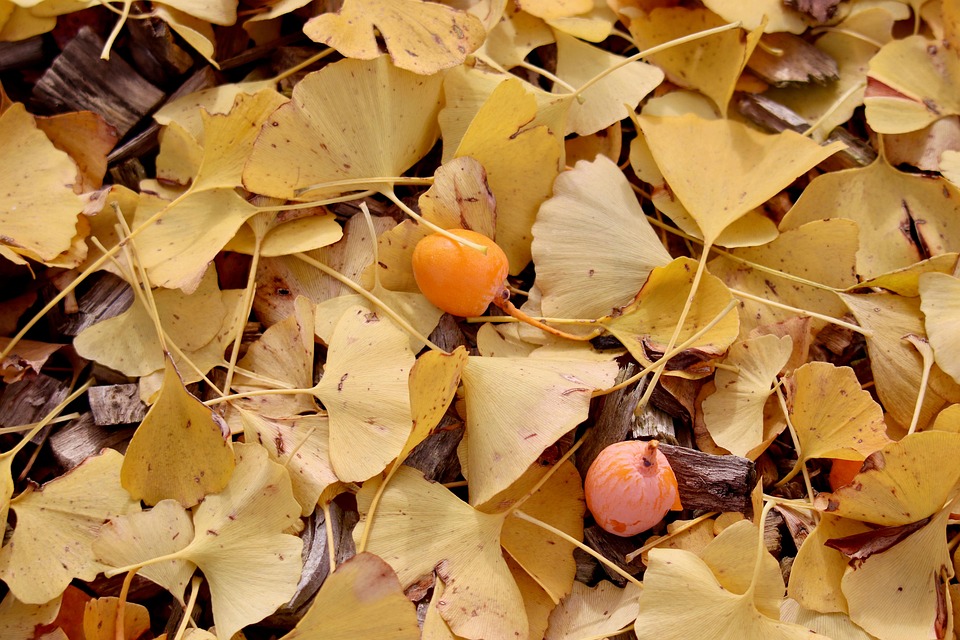 Ginkgo Fruit Tree Species Autumn - Free photo on Pixabay