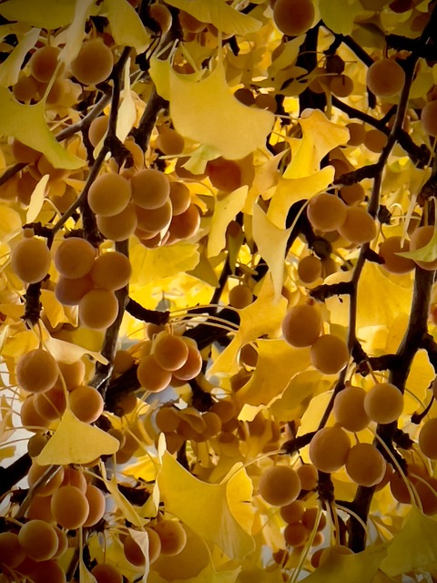 Download Ginkgo Biloba, Seed, Nature. Royalty-Free Stock Illustration ...