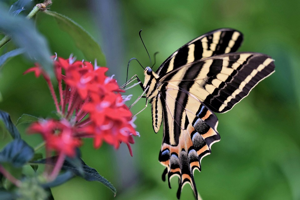 Butterfly Bloom Wildlife - Free photo on Pixabay