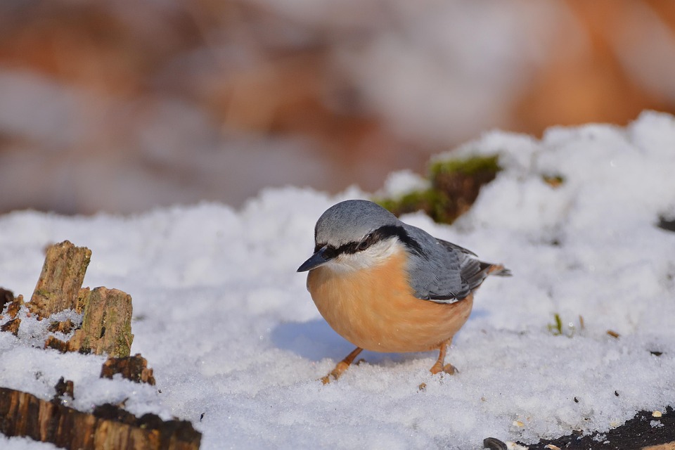 Bird Nuthatch Wildlife - Free photo on Pixabay