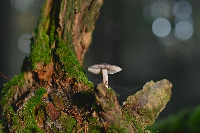 Mushroom Forest Root - Free photo on Pixabay