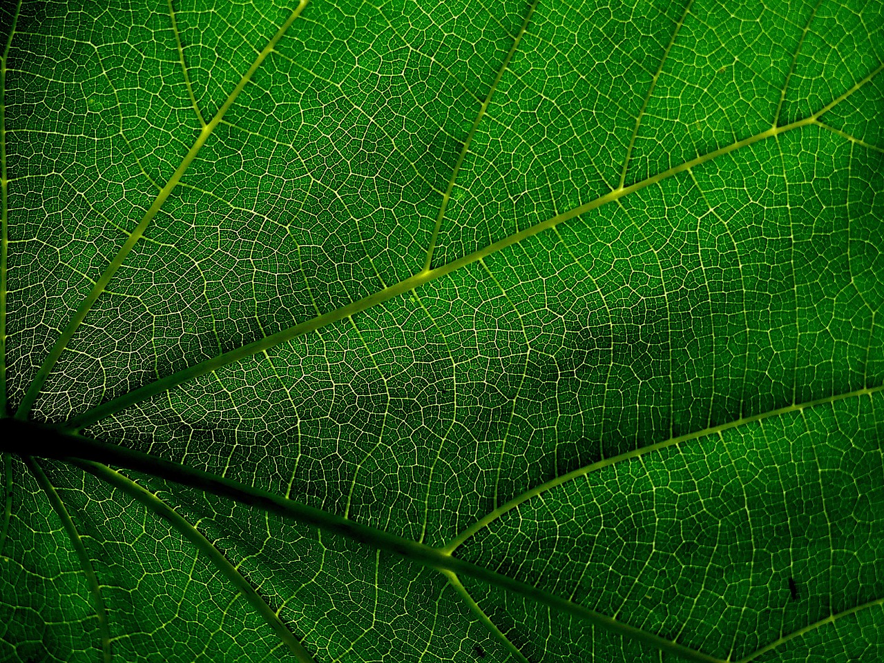 Leaf Nature Green - Free photo on Pixabay