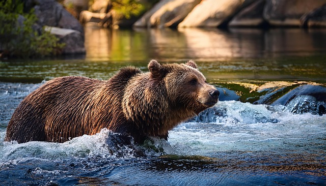 Ai Dihasilkan Brown Bear Beruang - Gambar gratis di Pixabay