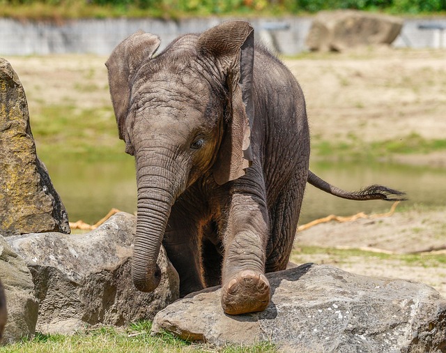 Elephant Pachyderm Animal - Free photo on Pixabay