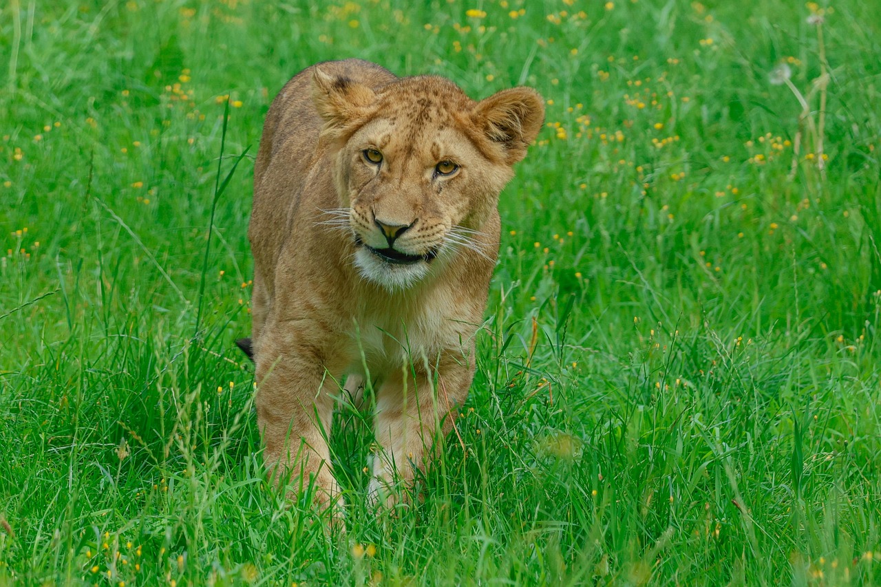 Lion Animal Predator - Free photo on Pixabay