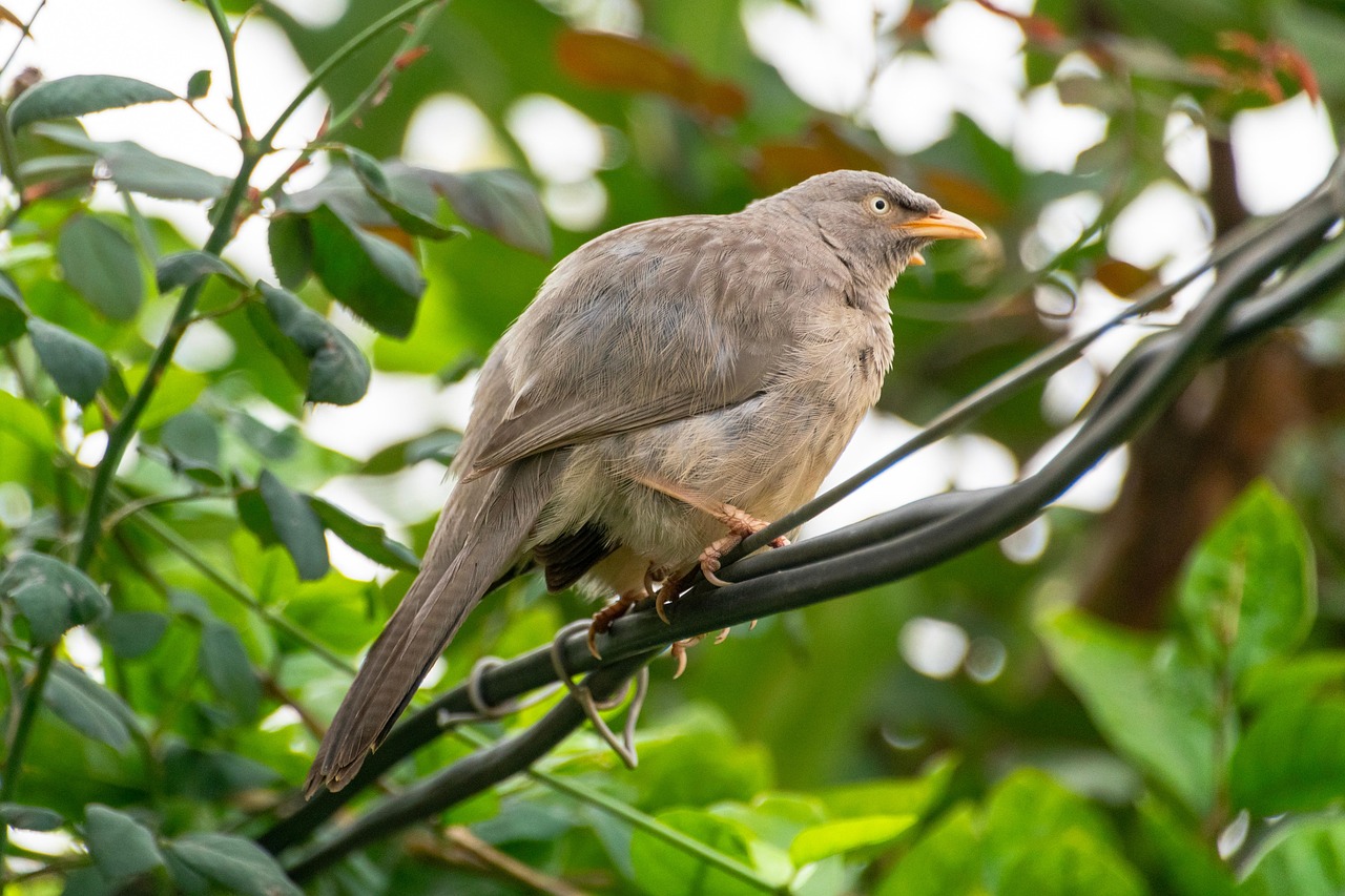 Babbler Bird Animal - Free photo on Pixabay