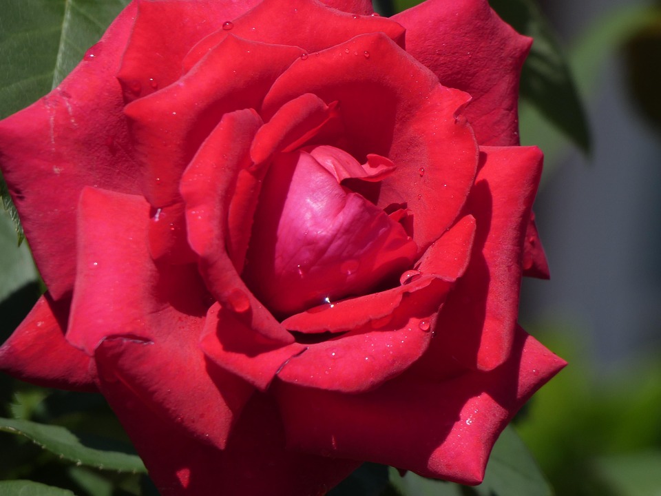 Red Rose Flower - Free photo on Pixabay