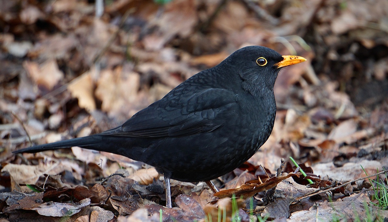 Blackbird Bird Animal - Free photo on Pixabay
