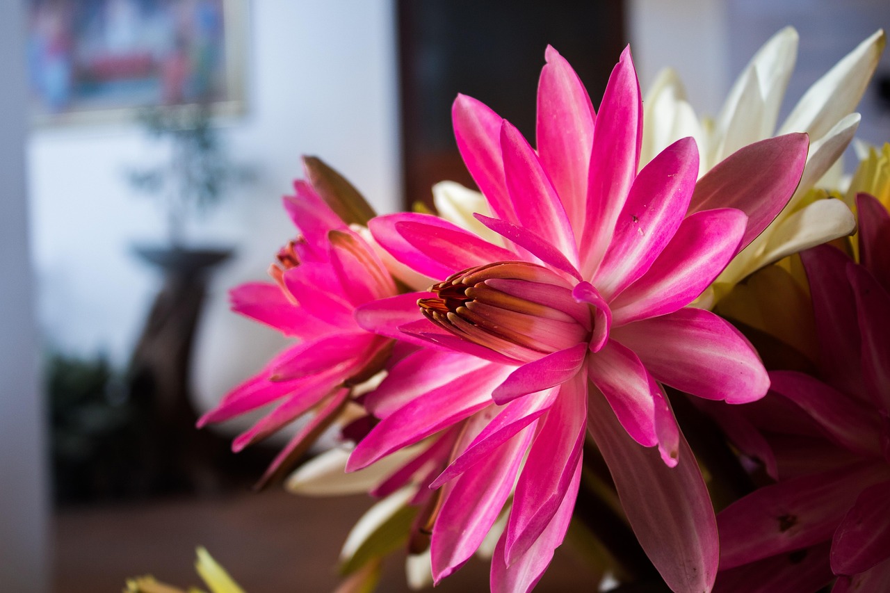 Teratai Tanaman Bunga Nelumbo - Foto gratis di Pixabay
