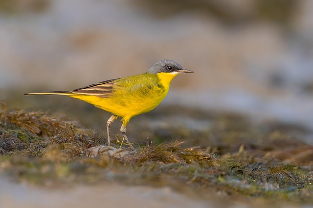 Wagtail Bird Nature - Free photo on Pixabay