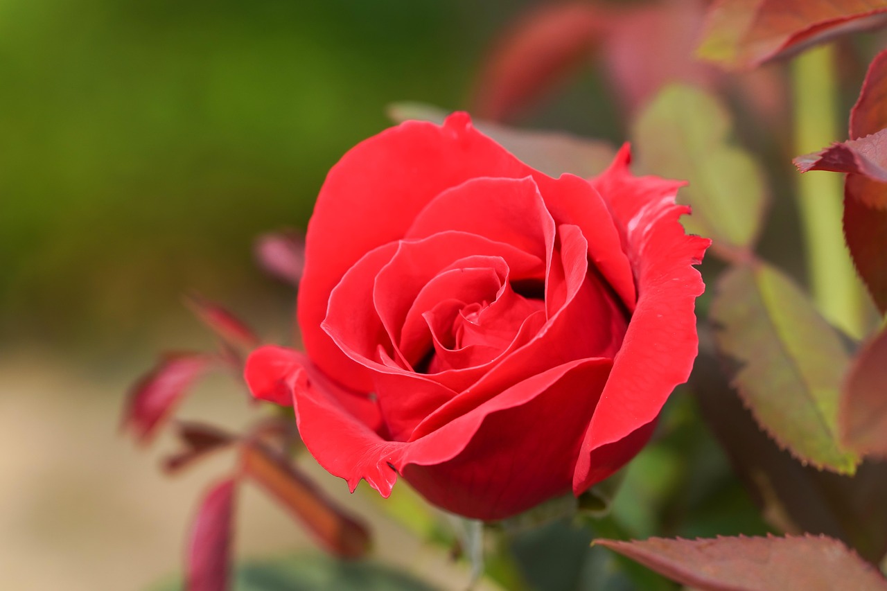 Rose Flower Plant - Free photo on Pixabay