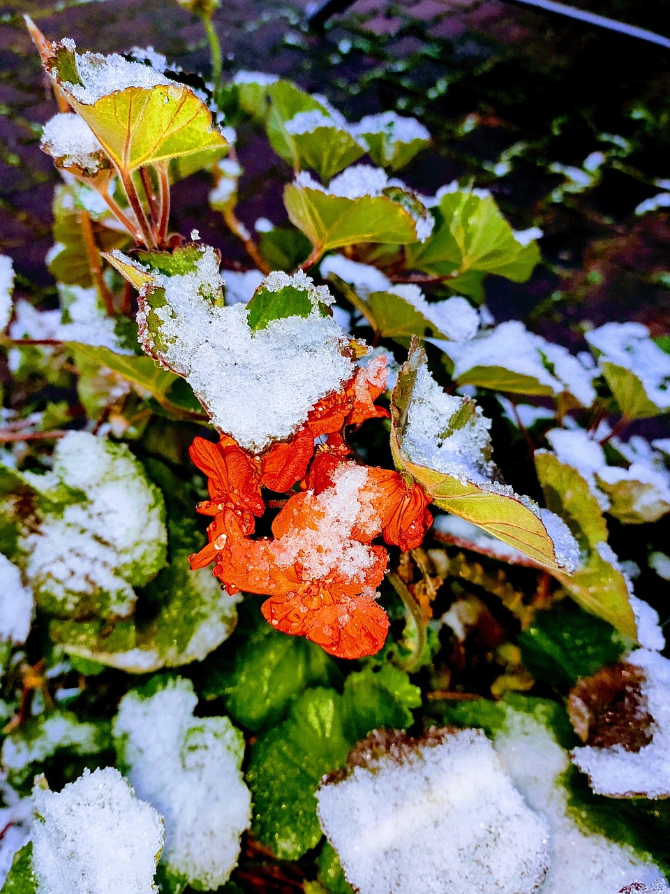 Blühen Muskatnuss Schnee - Kostenloses Foto auf Pixabay