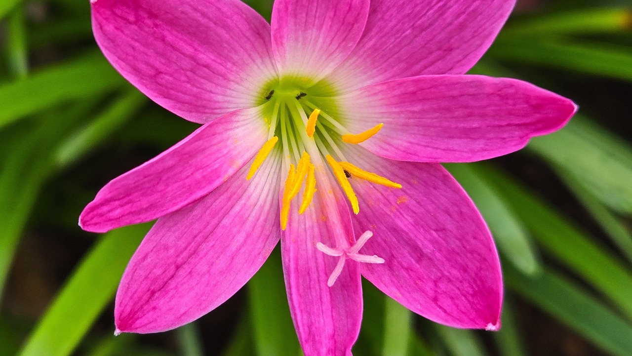Pink Flower Plant - Free photo on Pixabay