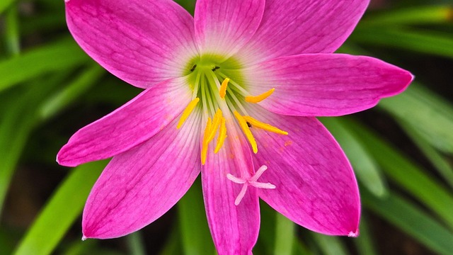 Pink Flower Plant - Free photo on Pixabay
