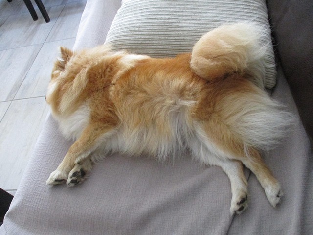 Pomeranian Dog Small - Free photo on Pixabay