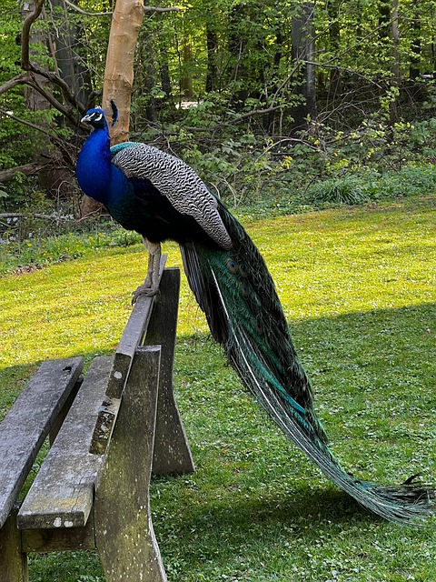 Paon La Nature Oiseau - Photo gratuite sur Pixabay