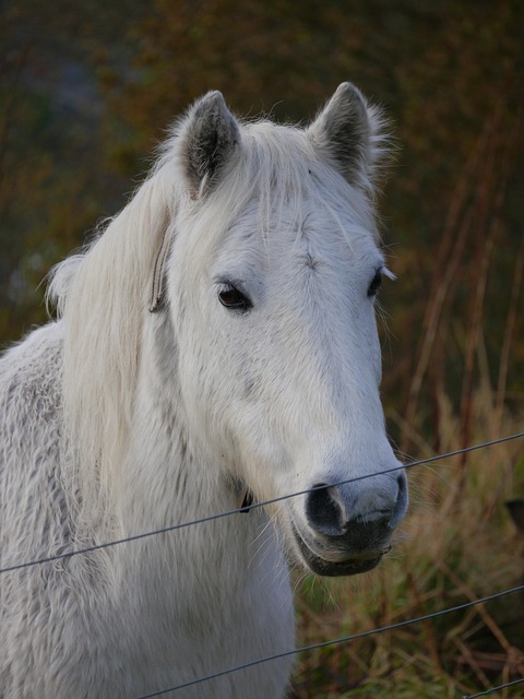 Caballo Poni Equino - Foto gratis en Pixabay