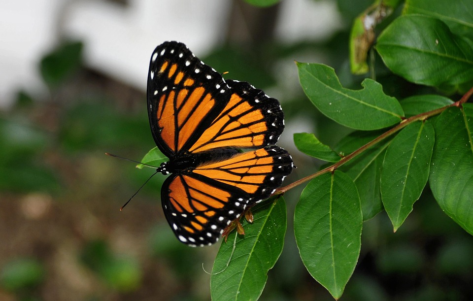 Butterfly Nature Insect - Free photo on Pixabay