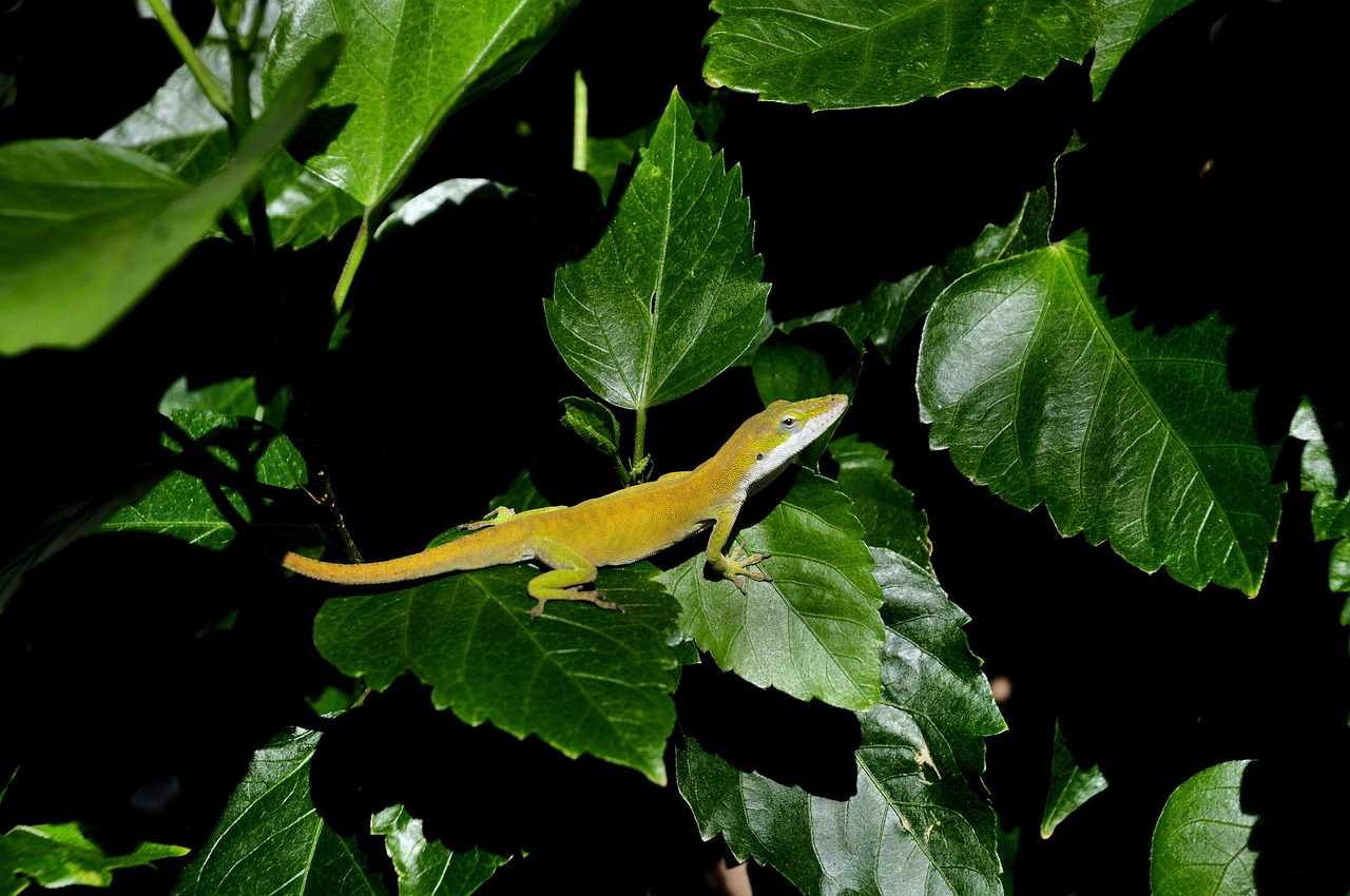 Lizard Animal Reptile - Free photo on Pixabay