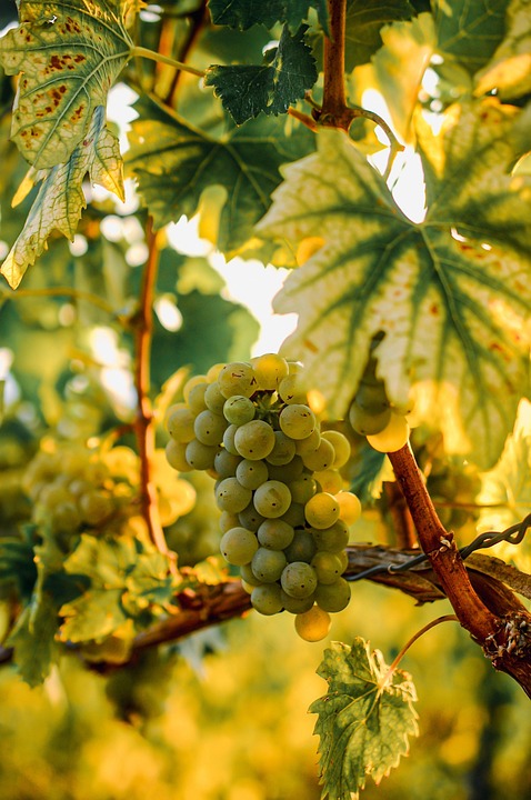 Grapes Grapevine Vineyard - Free photo on Pixabay