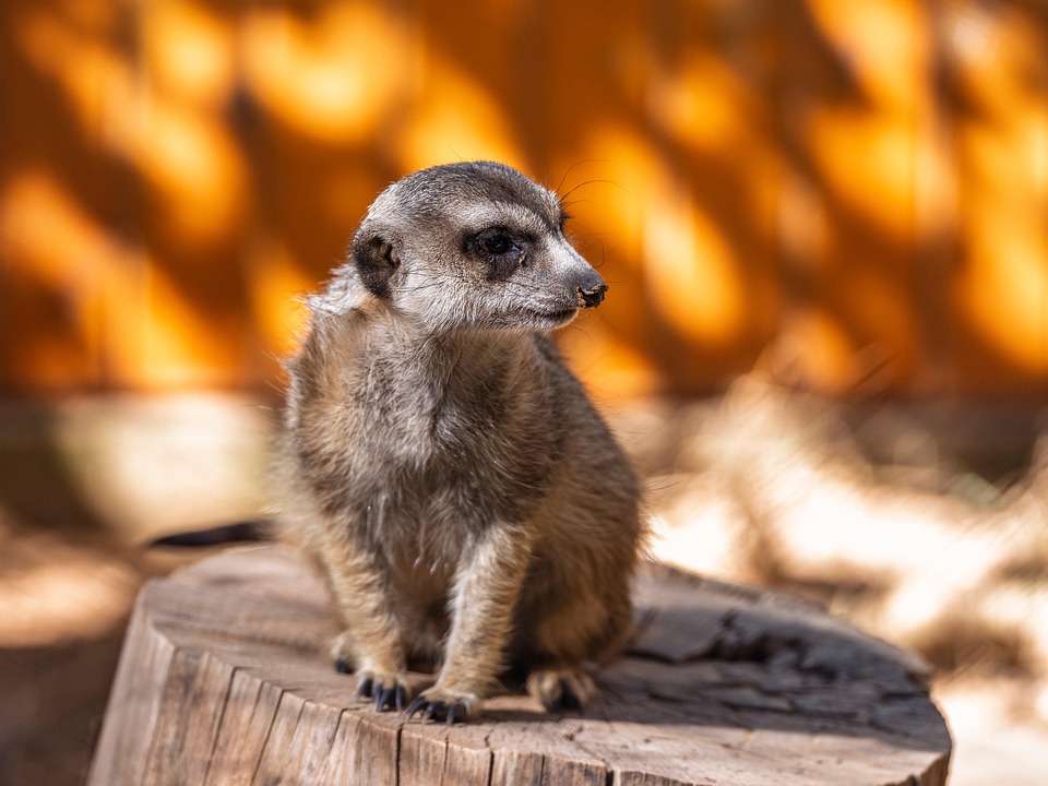 Meerkat Mammal Animal - Free photo on Pixabay