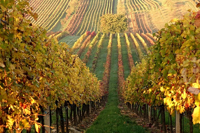Vignoble Cultiver Vignes Les - Photo gratuite sur Pixabay